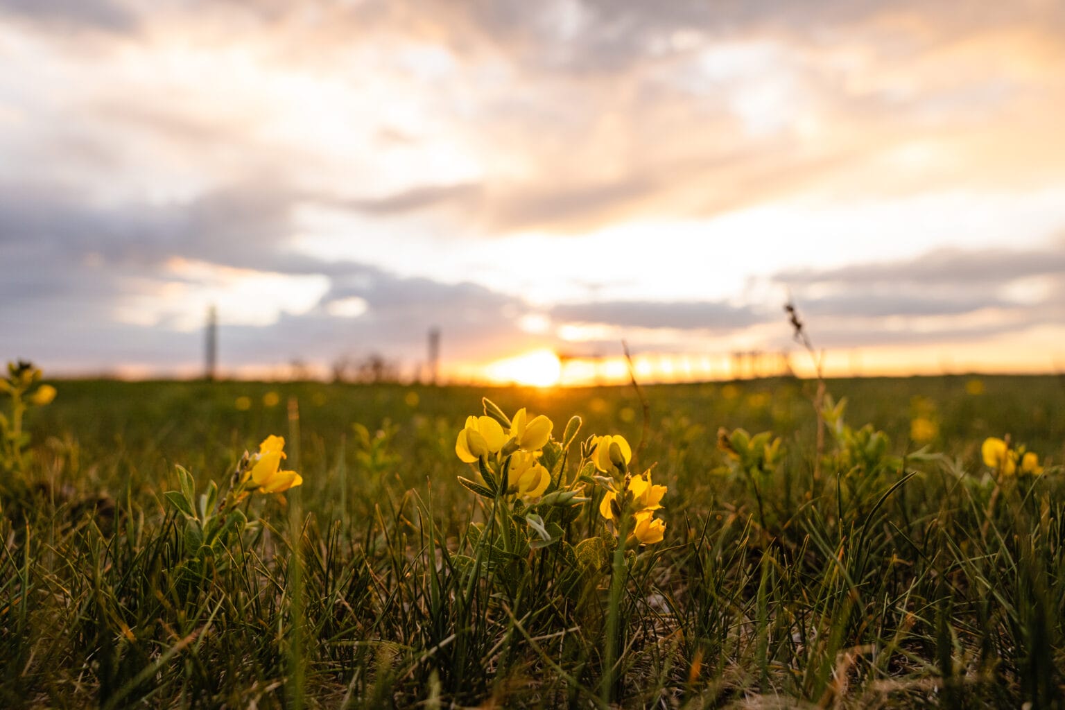 Logan Landing Awaits - Genesis Land